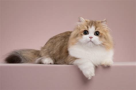 矮脚猫可以配矮脚猫吗，怎么帮矮脚猫配种 知乎