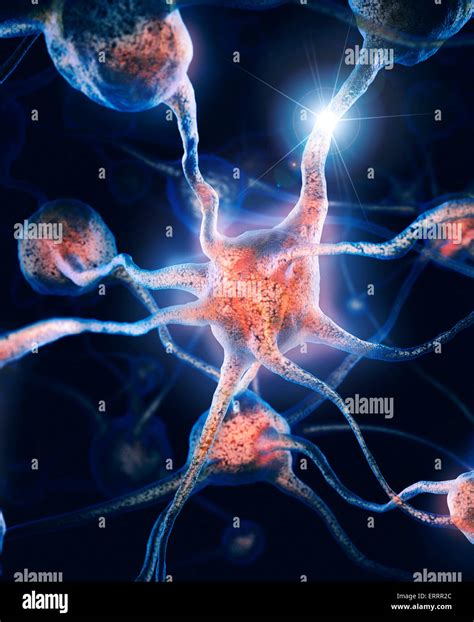 Network Of Neurons And Neural Connections Brain Cells Scientific
