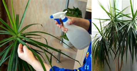 დრაცენა მუდმივად მიხმებოდა სანამ მისი მორწყვის წესები არ მასწავლეს