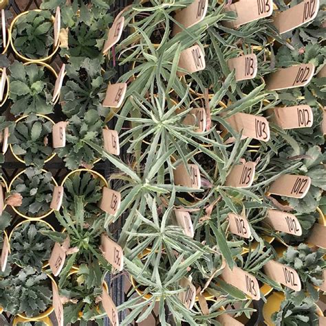 Intraspecific Variation In Leaf Structure And Growth Form In 12 Download Scientific Diagram