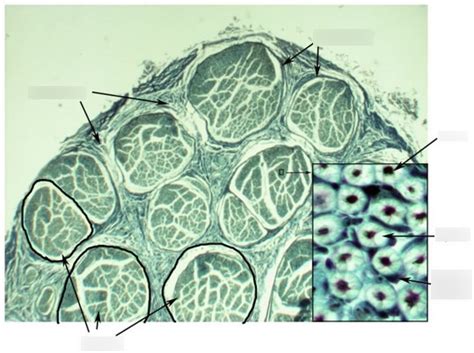 Peripheral Nerve Slide Aandp1 Diagram Quizlet