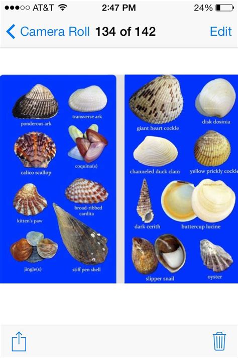 57 Best Seashell Identification Around The World Images On Pinterest Seashells Conch Shells