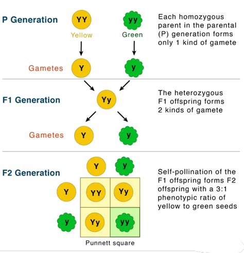 Mendels Laws Of Inheritance Mendelian Inheritance Biology Notes Online