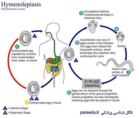 Lecture Notes In Medical Technology Lecture 5 The Cestodes Or Tapeworms