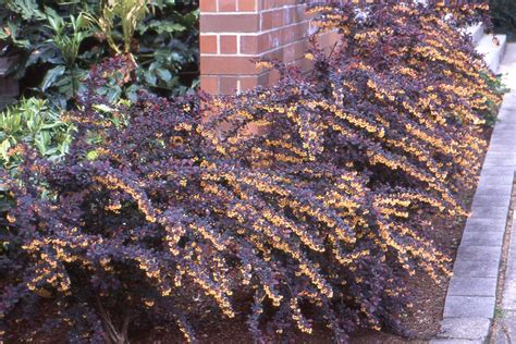 Berberis Thunbergii Var Atropurpurea Landscape Plants Oregon State
