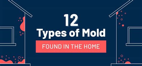 Understanding Different Types Of Mold Found In Your Home