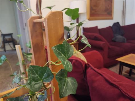 Discussion Optimal Pruning Technique Vines See Captions Please🍃 Rhouseplants