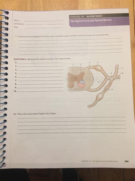 Solved EXERCISE 16 REVIEW SHEET The Spinal Cord And Spinal Chegg Com