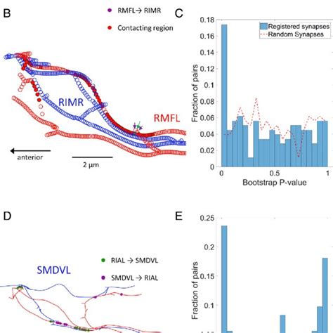 Dendritic Computation In Neurons With Elaborate Dendritic Structure Download Scientific Diagram