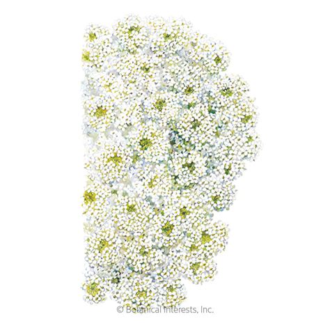 Tiny Tim Sweet Alyssum Seeds Epic Gardening