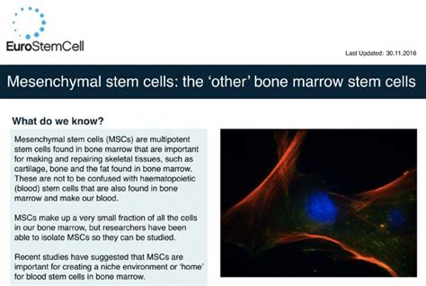 Mesenchymal Stem Cells The Other Bone Marrow Stem Cells