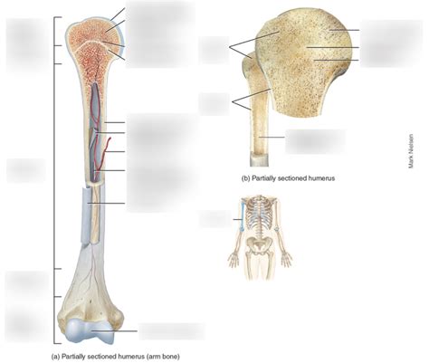 Parts Of A Long Bone Diagram Diagram Quizlet
