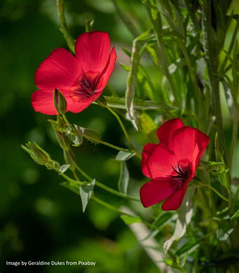 Crimson Flowered Flax Seeds Linum Grandiflorum ‘rubrum