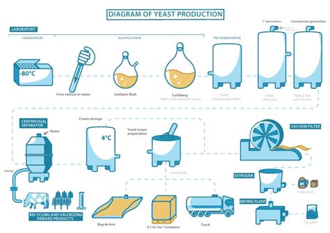 Yeast Fermentation Diagram