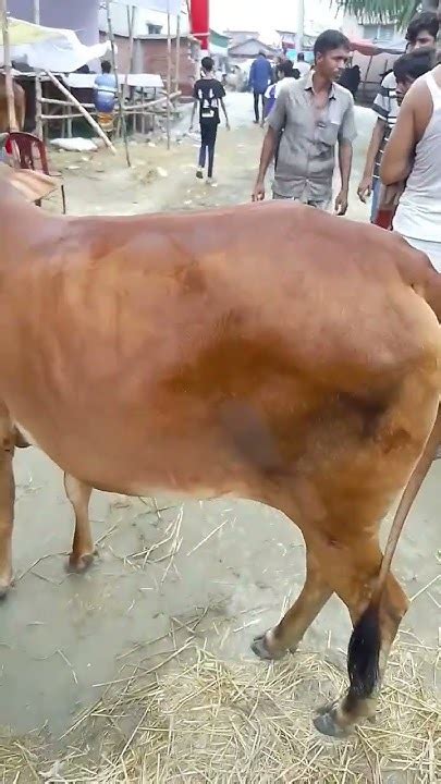 100 ফিট গরুর হাট Youtube