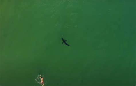 Shark Detection Object Detection Dataset And Pre Trained Model By Salo Levy