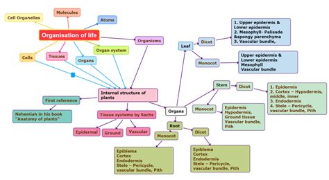 Mind Map Plant Anatomy — Lesson Science State Board Class 10