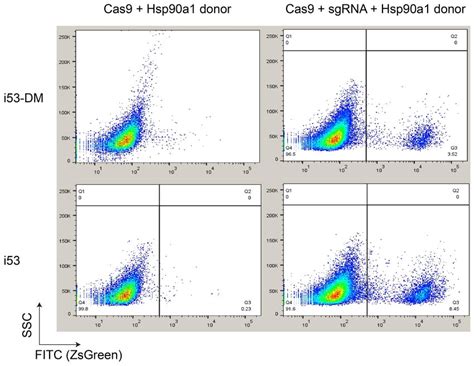 Gene Targeting At The Mouse Hsp90a1 Locus Related To Fig Download Scientific Diagram