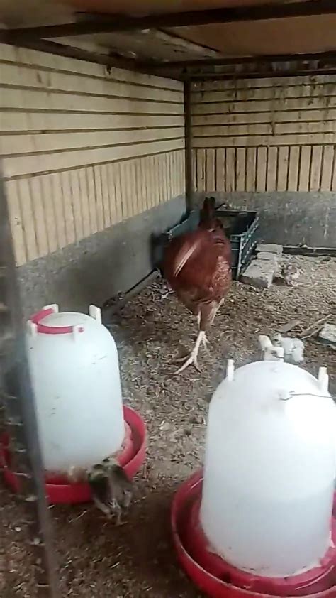 معرفی مرغ و خروس هام