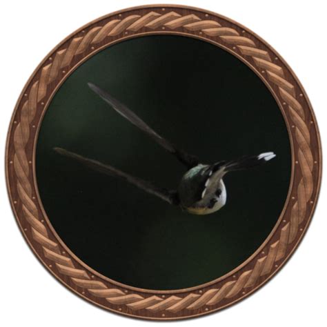 Ruby Throated Hummingbird Photography 13 By Swabcraft On Deviantart