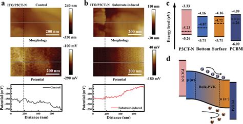 Cross‐sectional Morphology And Potential Mapping Of A Control And B