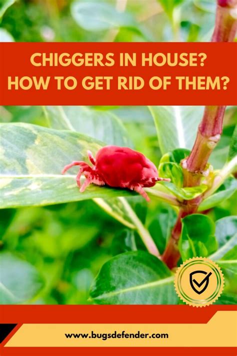 Chiggers In House How To Get Rid Of Them
