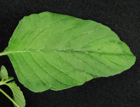Redroot Pigweed Weed Identification Guide For Ontario Crops Ontarioca