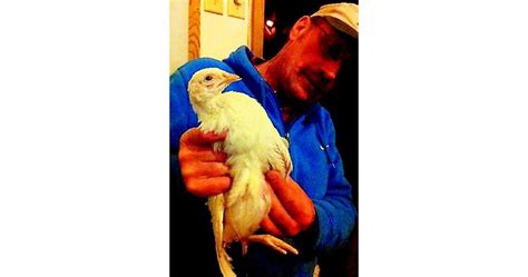 Птиците за разплод не трябва да са стари и затлъстели Български Фермер