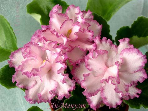 Фиалка Ян-Менуэт