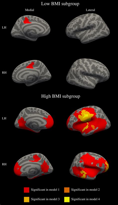 Bmi Sds And The Local Gyrification Index Download Scientific Diagram