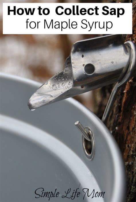 How To Make Maple Syrup Sap Collection Simple Life Mom