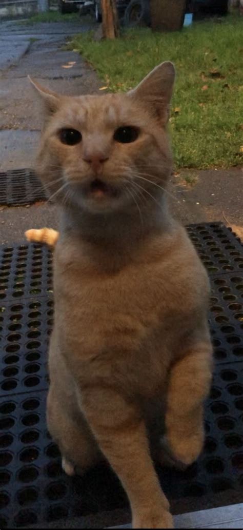 Interested Cat Blank Template Imgflip