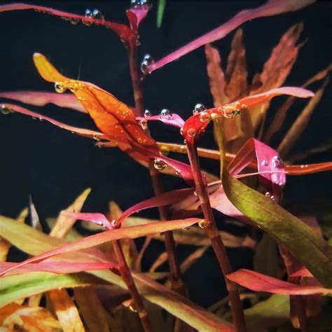 Polygonum Sp Pink Tc Best4pets