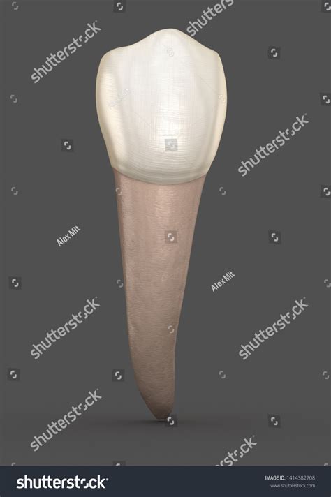 21 Dental Root Anatomy Second Mandibular Molar Tooth Medically Accurate