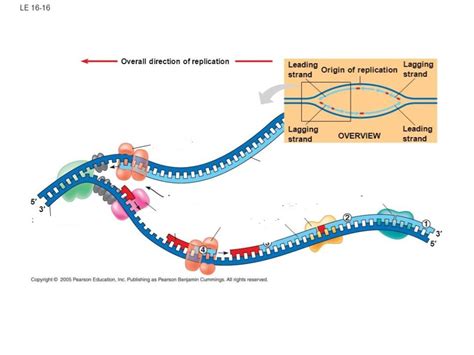 Dna And Rna Diagram Quizlet