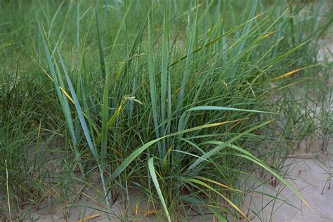 Marram Grass Stock Image B8000348 Science Photo Library