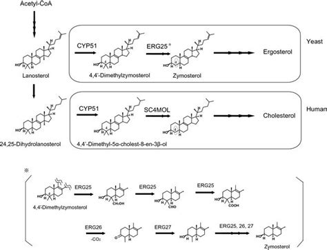 Biosynthesis Pathways For Ergosterol And Cholesterol As Shown In The Download Scientific