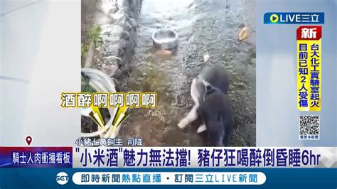 未成年小豬變酒鬼 小豬七鼻趁主人午睡豪飲小米酒 飲酒過量昏睡6小時才醒 飼主誰叫你要偷喝｜記者 王浩原 黃詩涵 ｜【萌寵54來當家】20230817｜三立新聞台 Youtube
