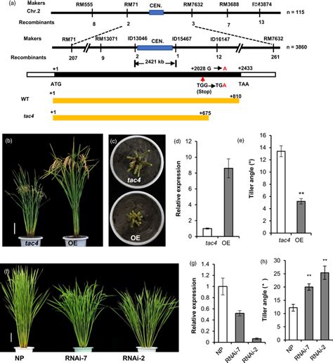 Cloning And Functional Confirmation Of Tac4 A Fine Mapping And A