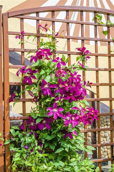 How To Grow Clematis Vine Artofit