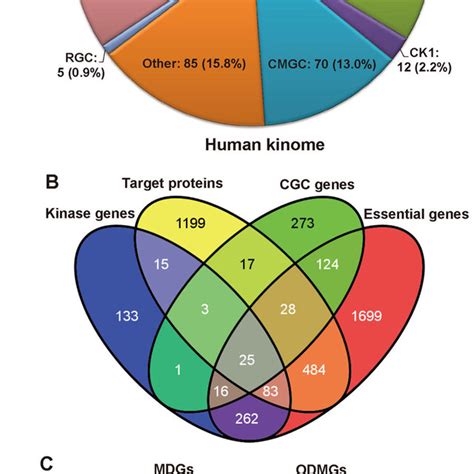 Diagram Of Systems Biology Based Framework For The Human Kinome