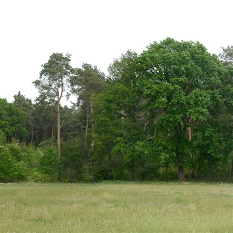 Sketchup Pro Png Backdrop Trees For Post Production 4k Facebook Sketchup Pro Png Backdrop Trees For Post Production 4k Facebook
