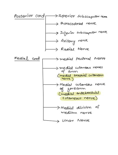 Solution Brachial Plexus Upper Limb The Most Easiest Way To Learn