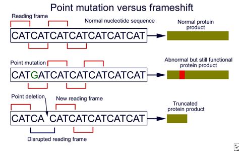 Frameshift Mutation