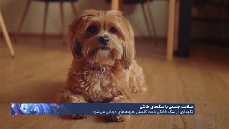سلامت جسمی با سگ‌های خانگی Youtube