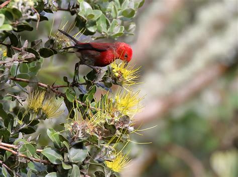 ʻapapane Division Of Forestry And Wildlife Wildlife Program