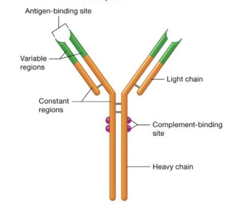 Lympathic System Flashcards Quizlet