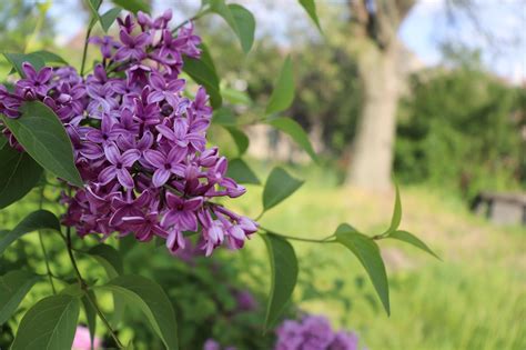 자연 라일락 꽃 봄 Pixabay의 무료 사진