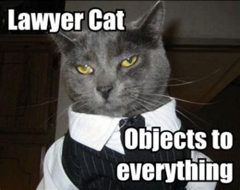 Lawyer Cat Objects To Everything Cats Funny Cats Cat Memes