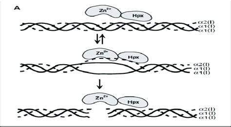The Stages Of Collagenolytic Chung Et Al 2004 Download Scientific